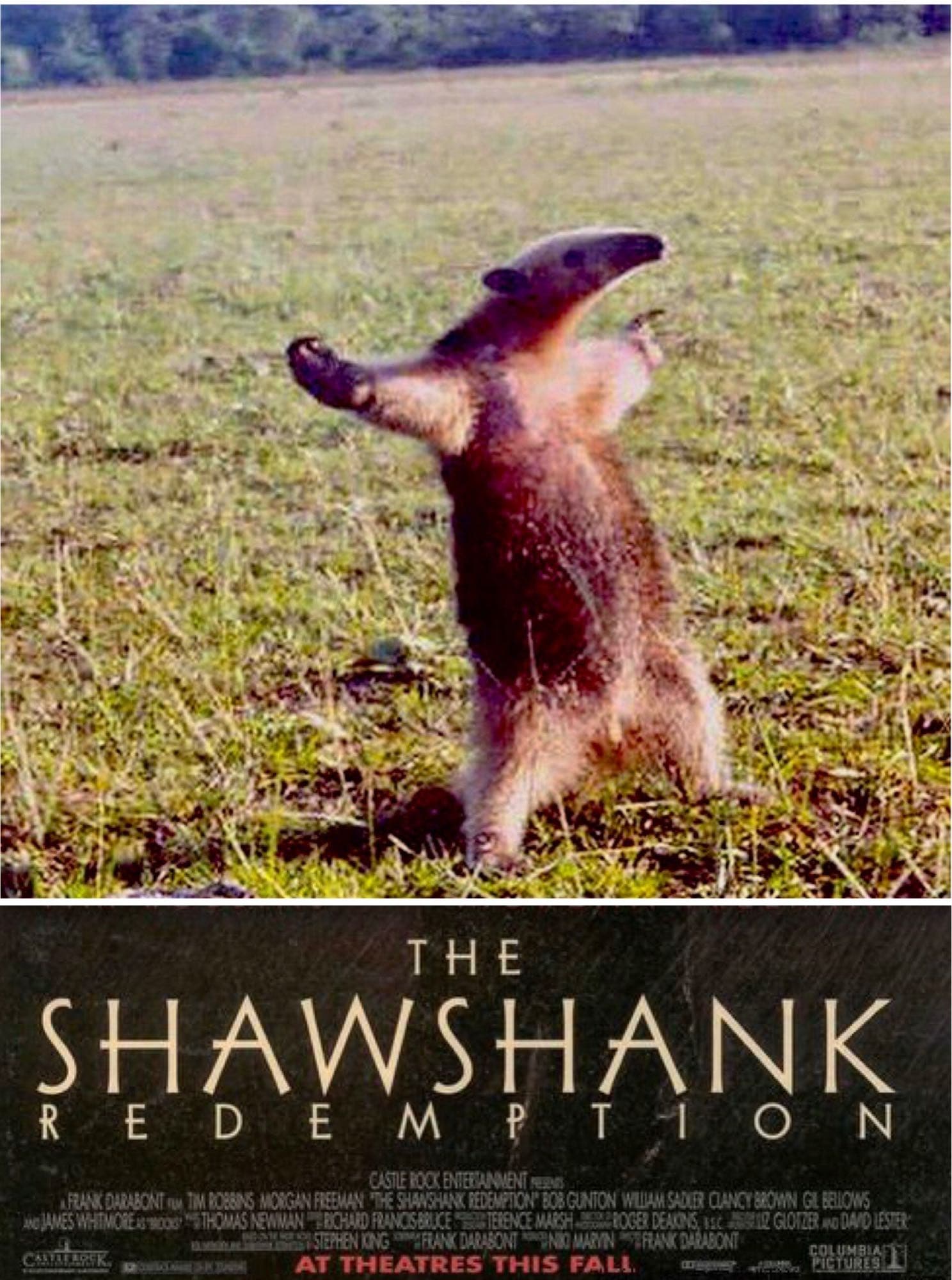 Are You Not Entertained Meme Anteater