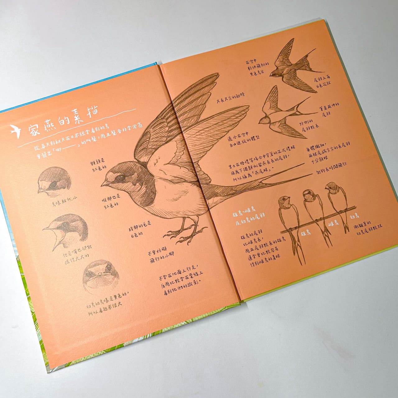 //新書分享// 文末贈書，鳥的生態繪本系列1：燕子，為什麼要搬家？、鳥的生態繪本系列2：麻雀，為什麼要離巢？ - 泡波媽沈浸式育兒 (@bubblepan) | Dcard