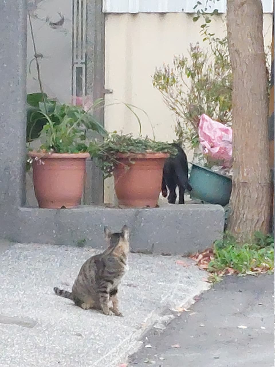 Nothing. Just some random cat pics. Note. There are more in comments ...