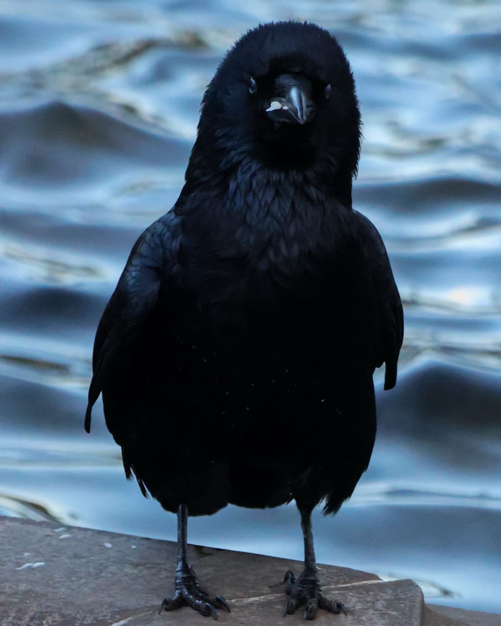 雞腿小公主 (@rei_1998) | Dcard