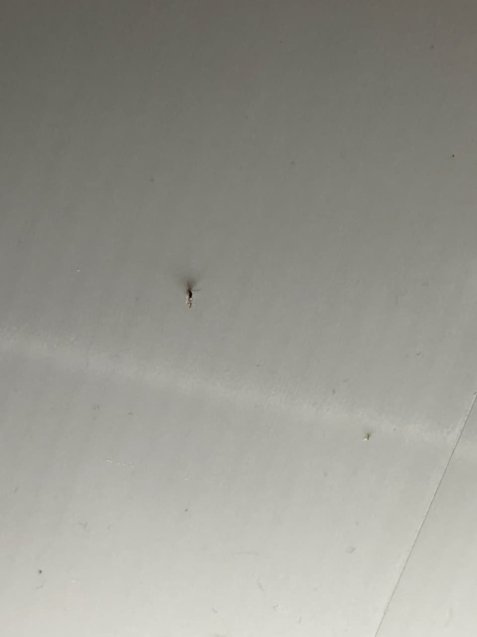 鑑定 請問這是什麼蟲🐛 昆蟲板 Dcard