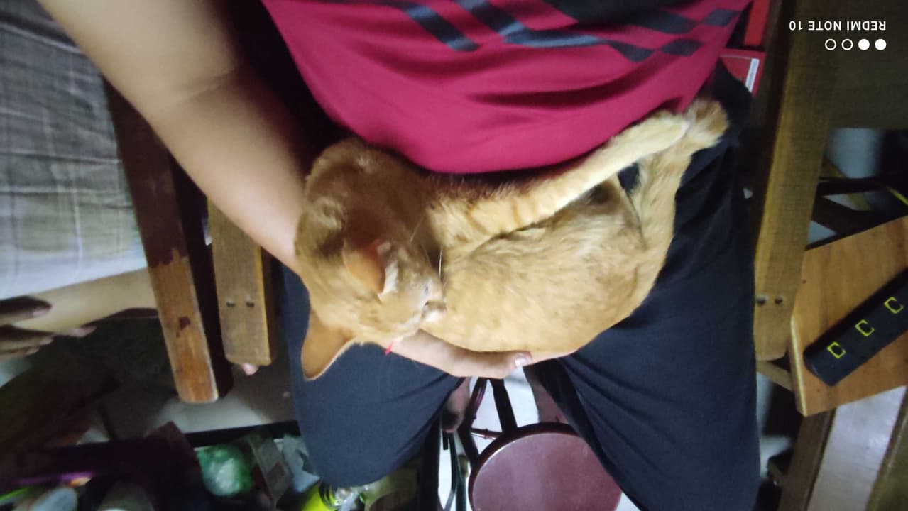 好像在抱小孩一样 - MY_Pets板 | Dcard