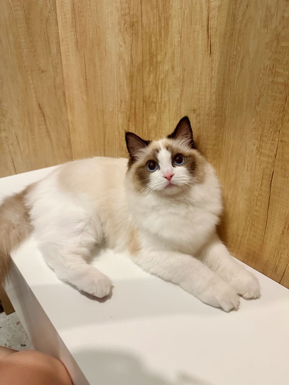 布偶貓新手飼養心得🐱-飲食&貓砂篇 - 寵物板 | Dcard