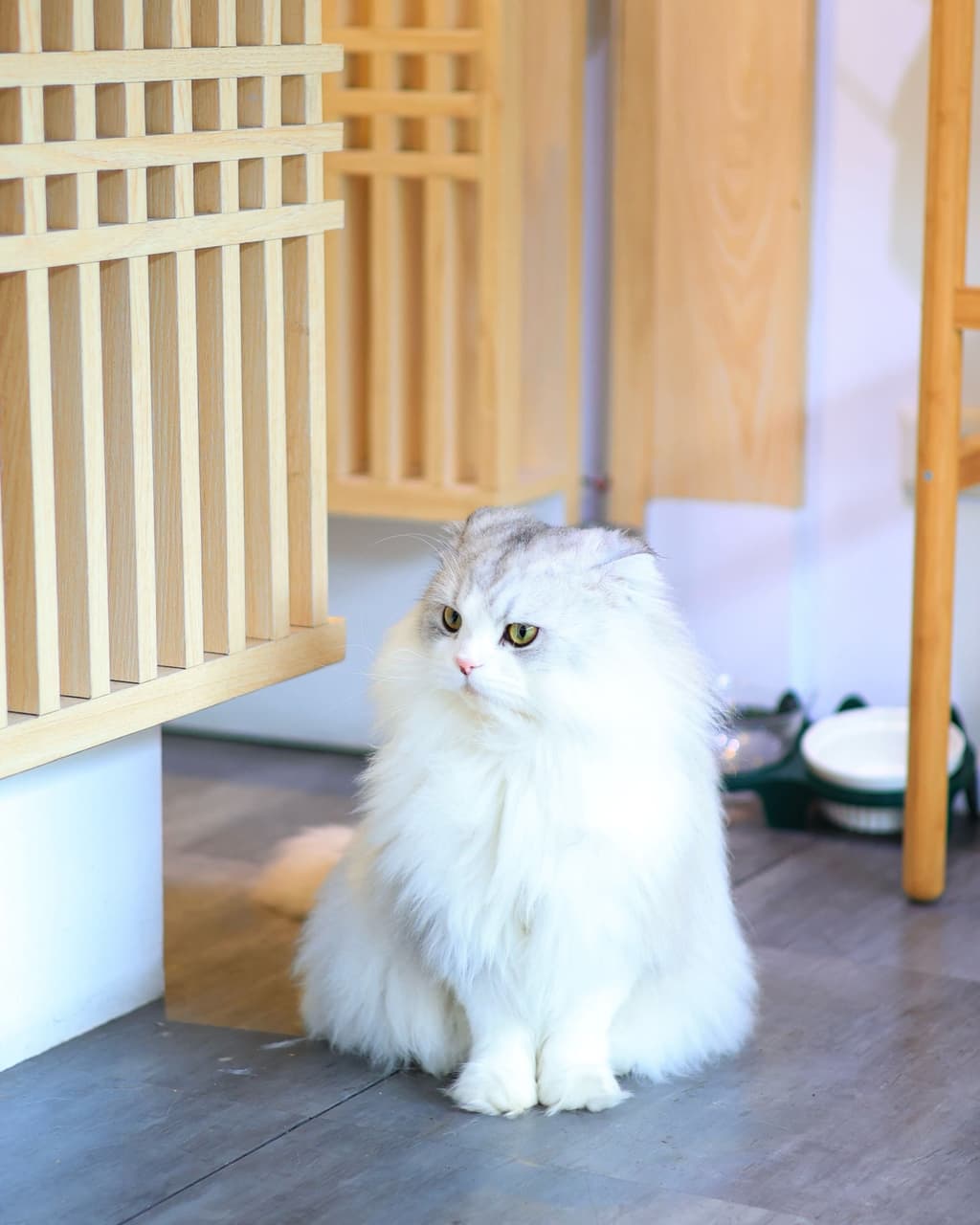 有人看過長毛的御飯糰嗎🍙😻 - 雞腿小公主 (@rei_1998) | Dcard