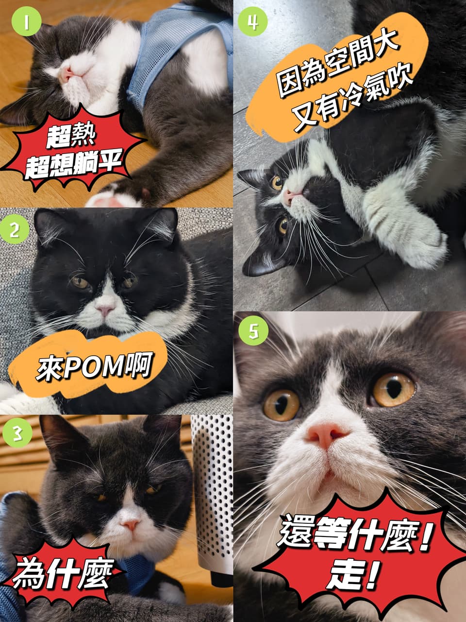 爆熱！連貓都說話了！ - 阿花阿爽 (@jid_ai2) | Dcard