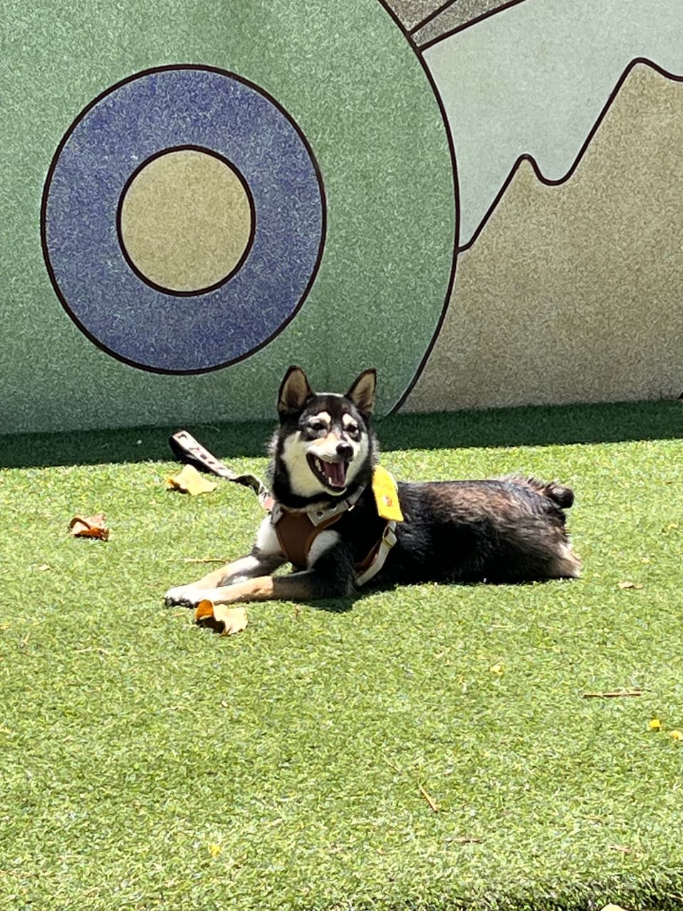 第一次養毛小孩期待又緊張😰 怎麼照顧？餵什麼？Dcard Video曼曼、Zona與Andrew找來專業獸醫師為卡友解惑啦～👩🏻‍🏫幼貓/幼犬的新手爸媽第一次就上手🙌 - B47 留言 | Dcard