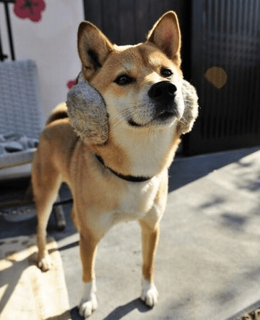 複製用迷因圖庫 - B59 留言 | Dcard