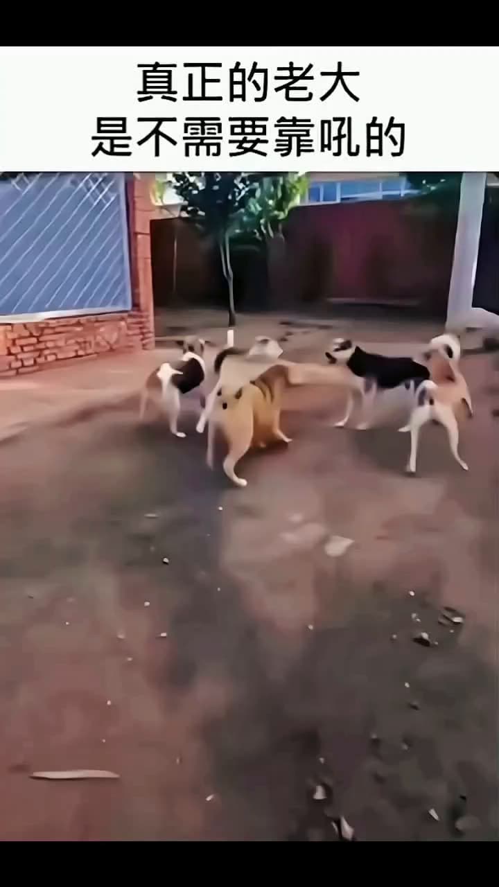 好威風 - 有趣板 | Dcard