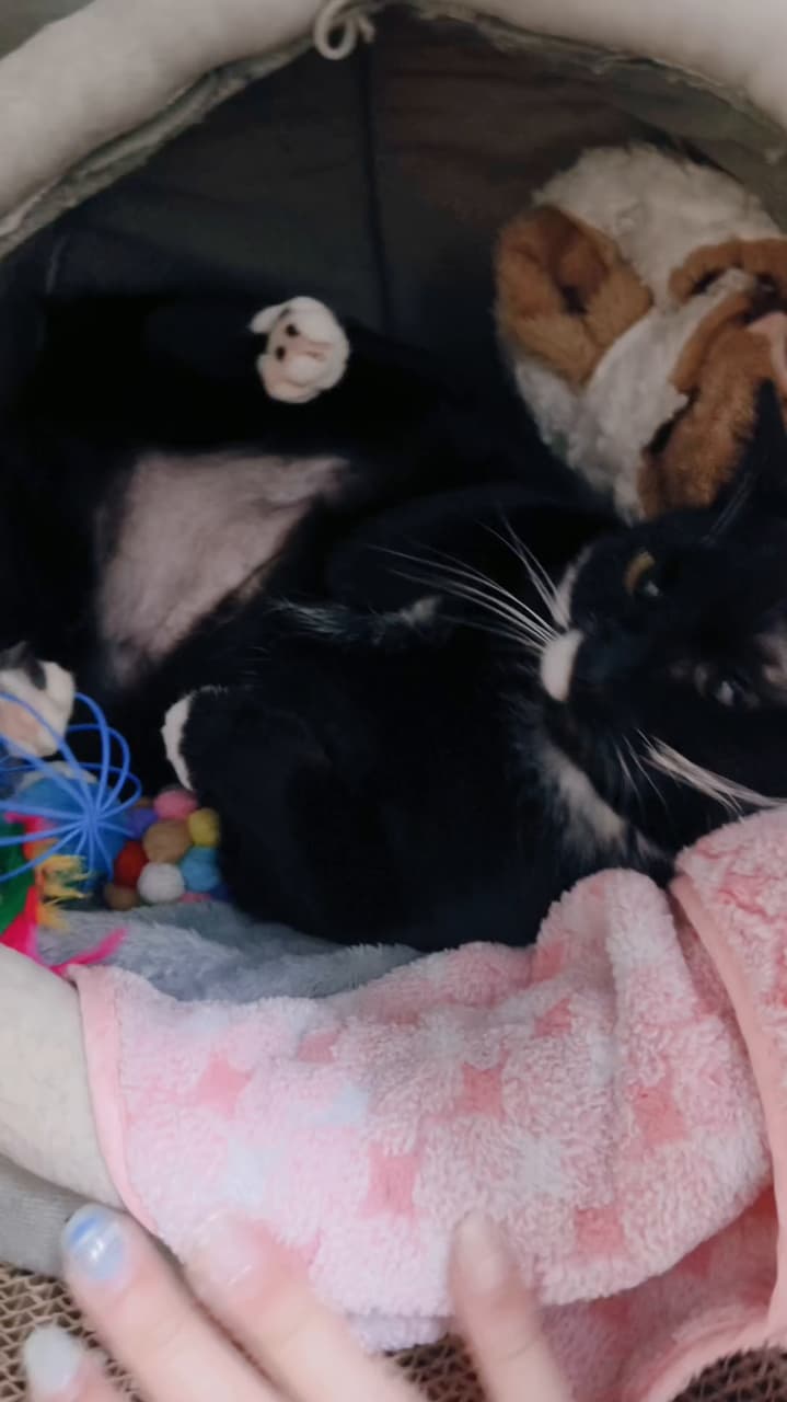 貓貓真的好可愛💓💓💓 - 慵懶大貓🐱 (@sss___88) | Dcard