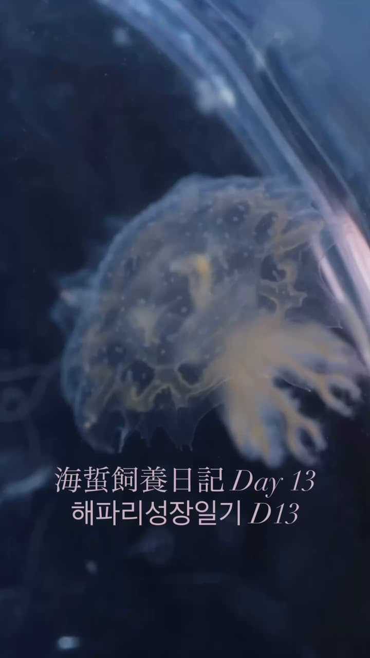 #分享 海蜇飼養日記 Day 13 - 水族板 | Dcard
