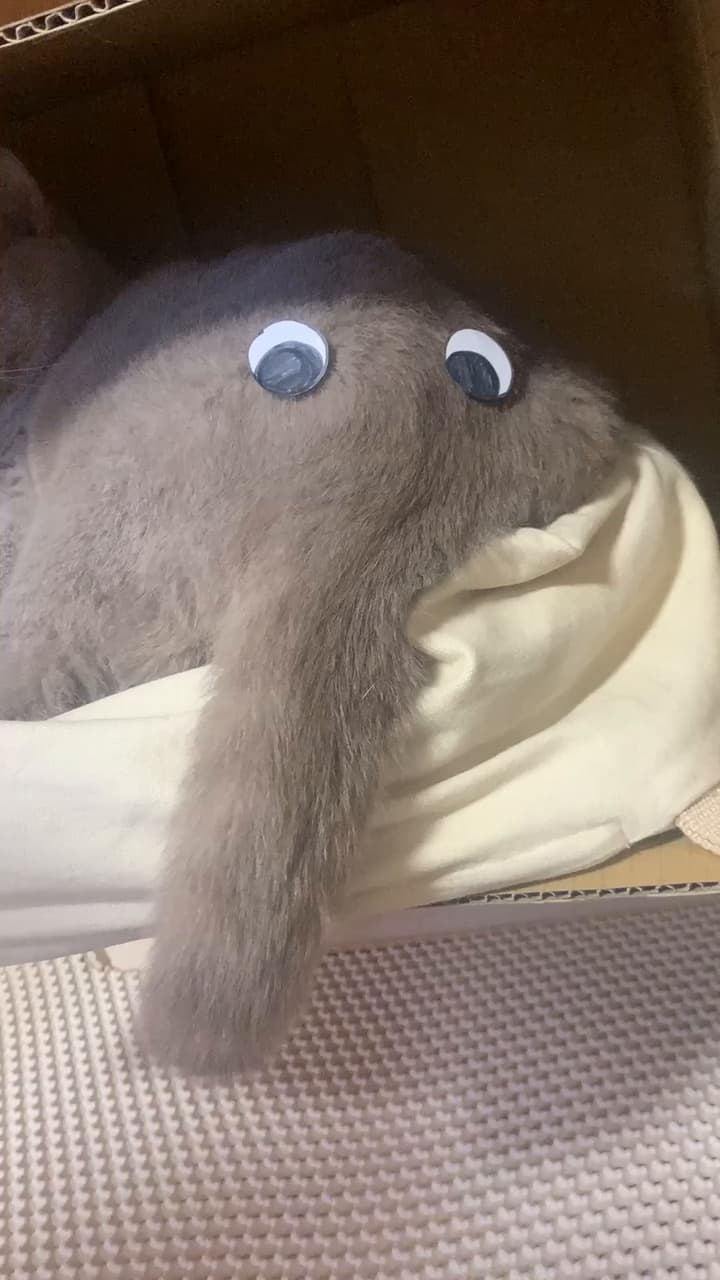 養了一隻大象🐘 - 安安 (@sabrina357) | Dcard