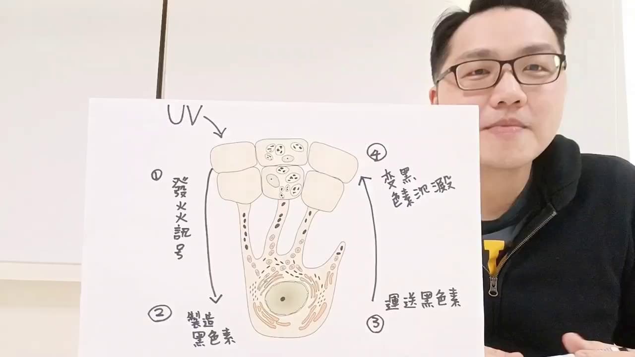 三種美白機制 - 喜歡簡單保養的商品開發 (@davin1982) | Dcard