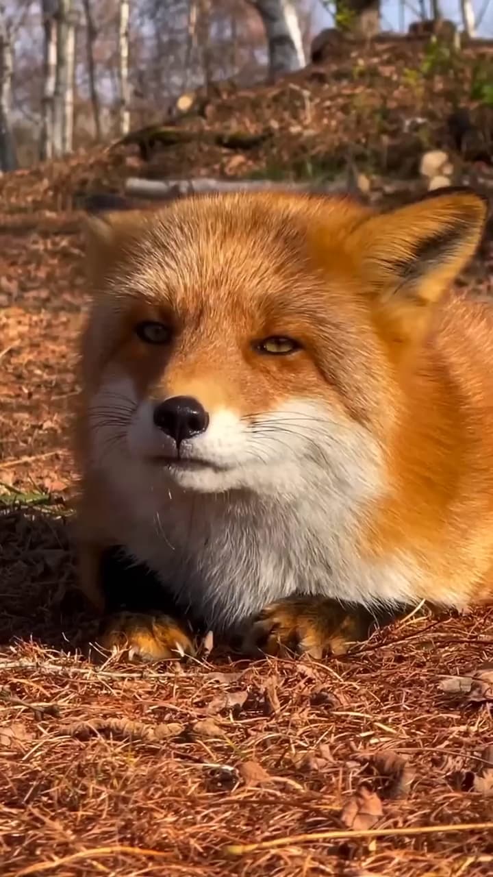 #轉發 What does the fox say? - 瑰奇自然板 | Dcard