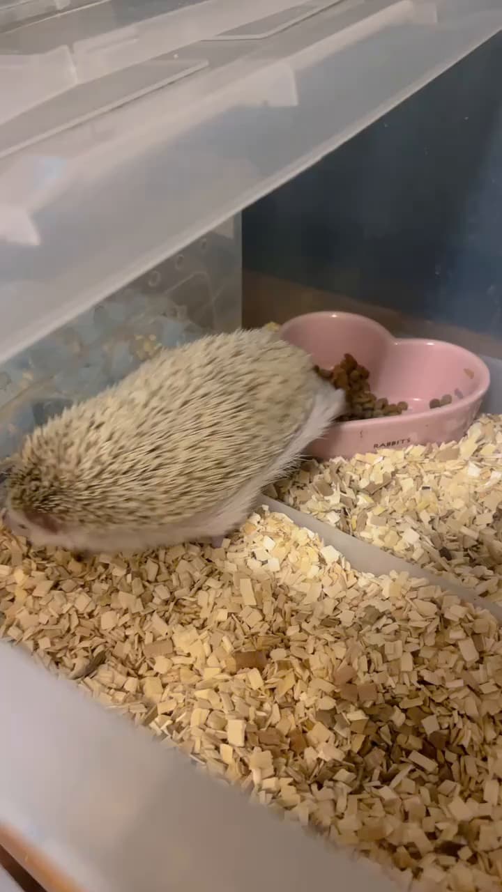 分享萌寵（有蛇誤入） - 雙魚與雙魚的初戀 (@return34) | Dcard