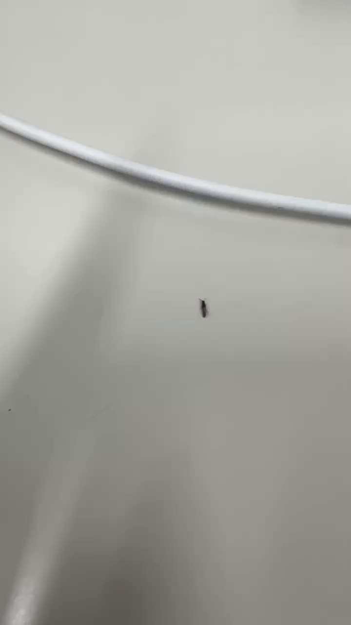 鑑定 請問這是什麼蟲呢？夏天一到就會有 昆蟲板 Dcard
