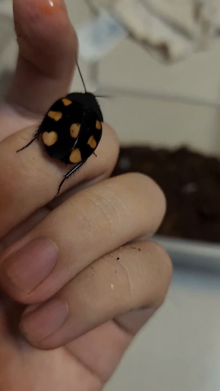 #分享 橘骨牌蟑螂（Therea regularis） - 昆蟲板 | Dcard