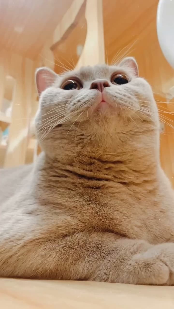 在想什麼呢🐱 - 安安 (@sabrina357) | Dcard