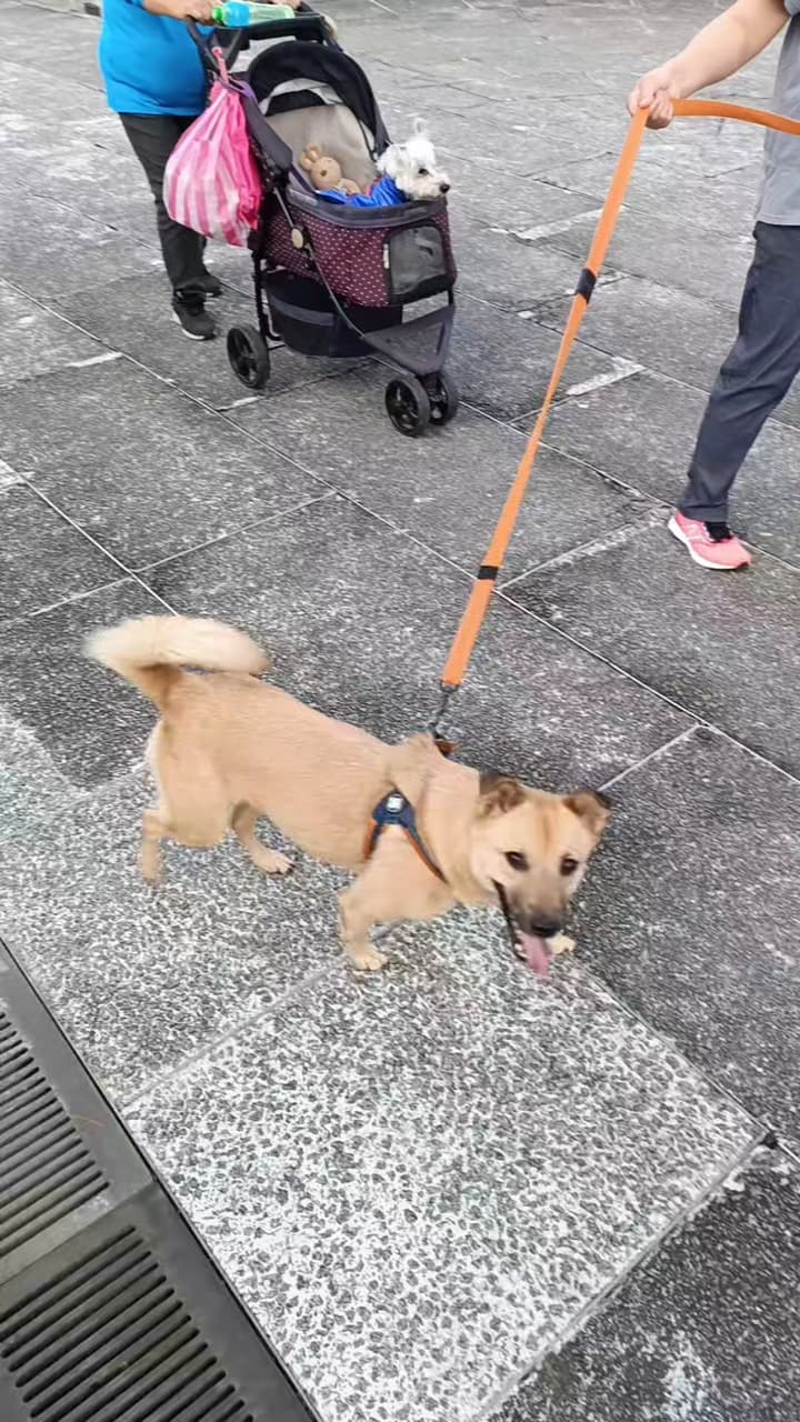 给大家表演一个狗遛主人 - MY_Pets板 | Dcard