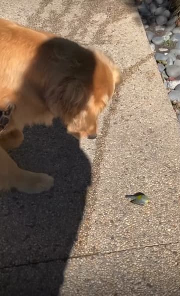 say hello - 梗影板 | Dcard