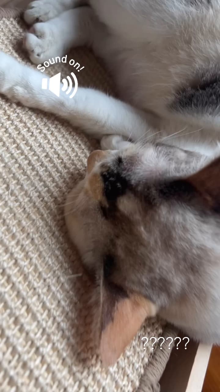 SOUND ON! - MY_Pets板 | Dcard