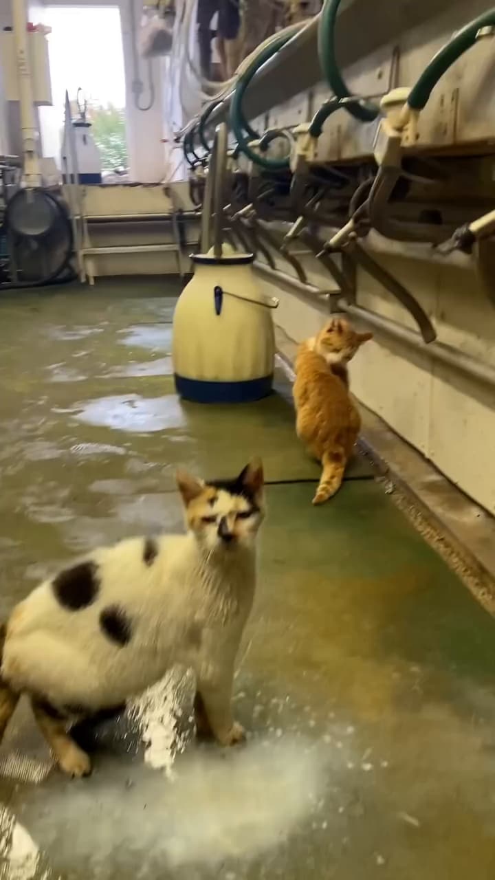 無限暢飲 - 缺德GPT (@tainan20230112) | Dcard