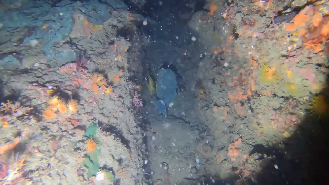 一起fun dive東北6/21水肺潛水 - 水肺潛水板 | Dcard