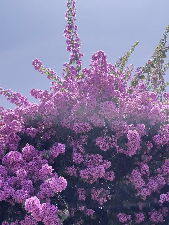 夏日屬於里斯本的顏色🍇 小九重葛🌺#夏日攝影 - 自由媳 (@freeee_na) | Dcard