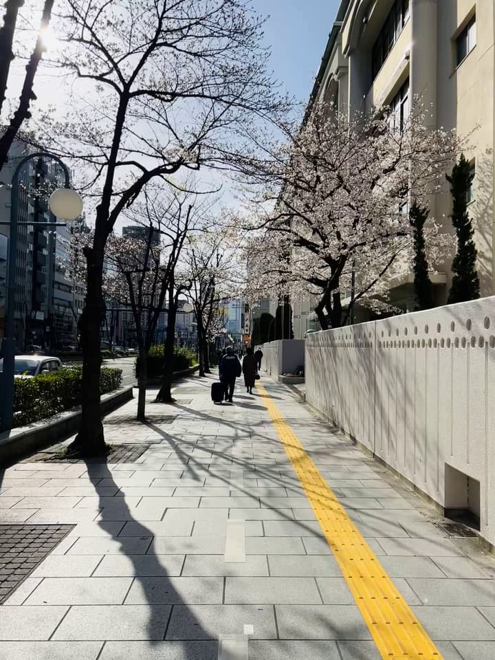 3/31大阪市的櫻花開花狀況 - 藤原豆腐 (@tou_en) | Dcard