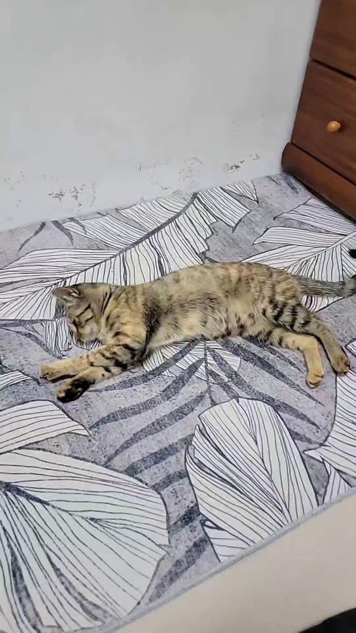 養貓 D6 - 閒聊板 | Dcard