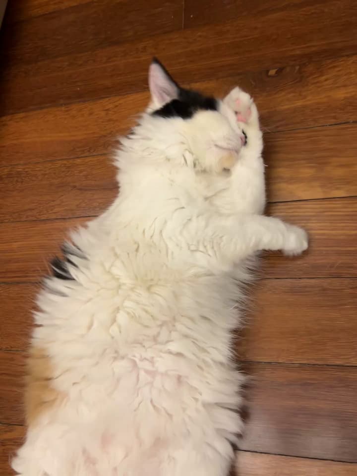 让Eve亲一口吧 - MY_Pets板 | Dcard