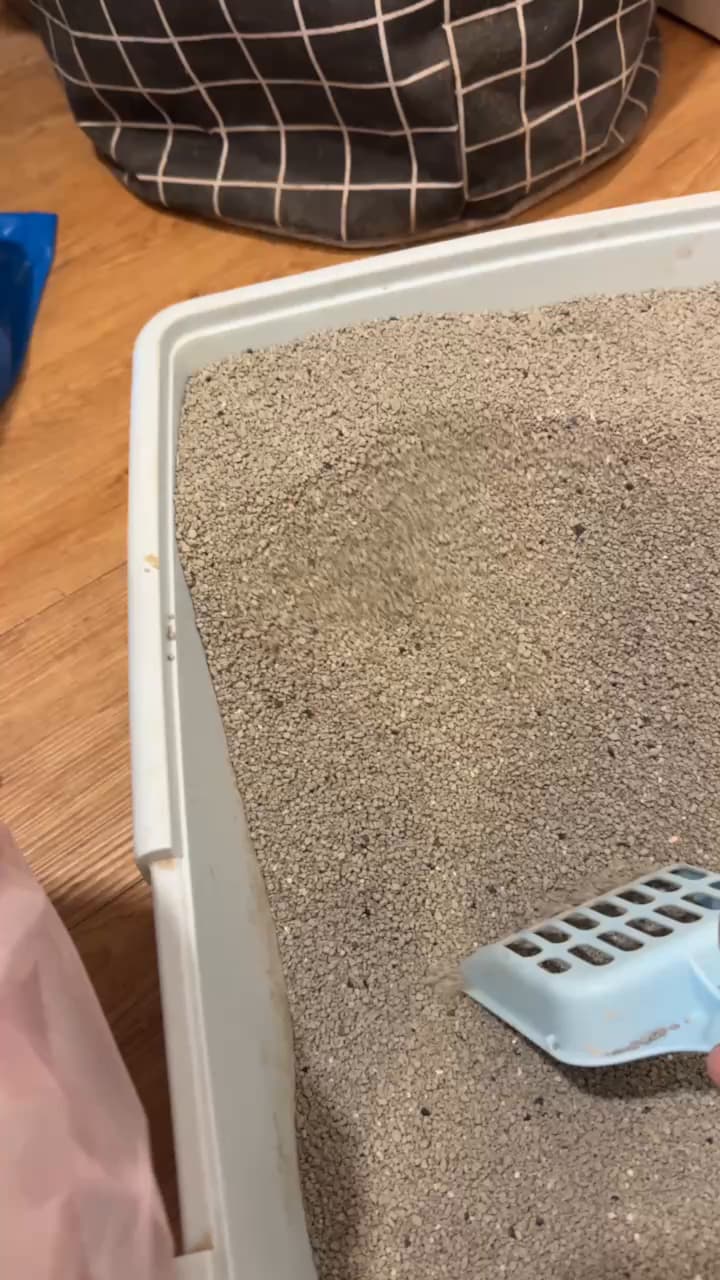 #實測 鏟屎官必看！知名礦砂大對決！貓老闆、毛孩時代、貓後苑、pidan貓砂頂尖大對抗！結果出乎意料！ - 襯衫蠍男 (@royal987) | Dcard