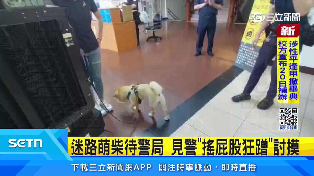 主人你在哪？桃園迷路萌柴「搖屁股狂蹭」討摸 警PO文協尋 - SETN三立新聞網 (@setn54) | Dcard