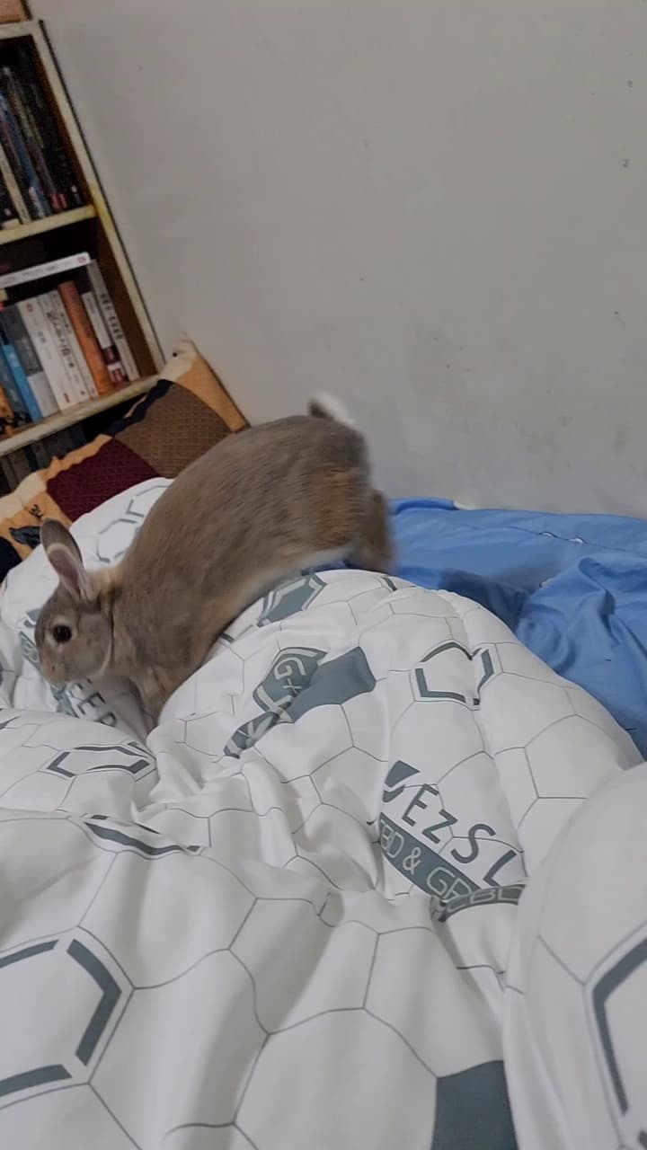 情人節快樂 ️ - 落野星辰 (@sweetbunny_mimi) | Dcard