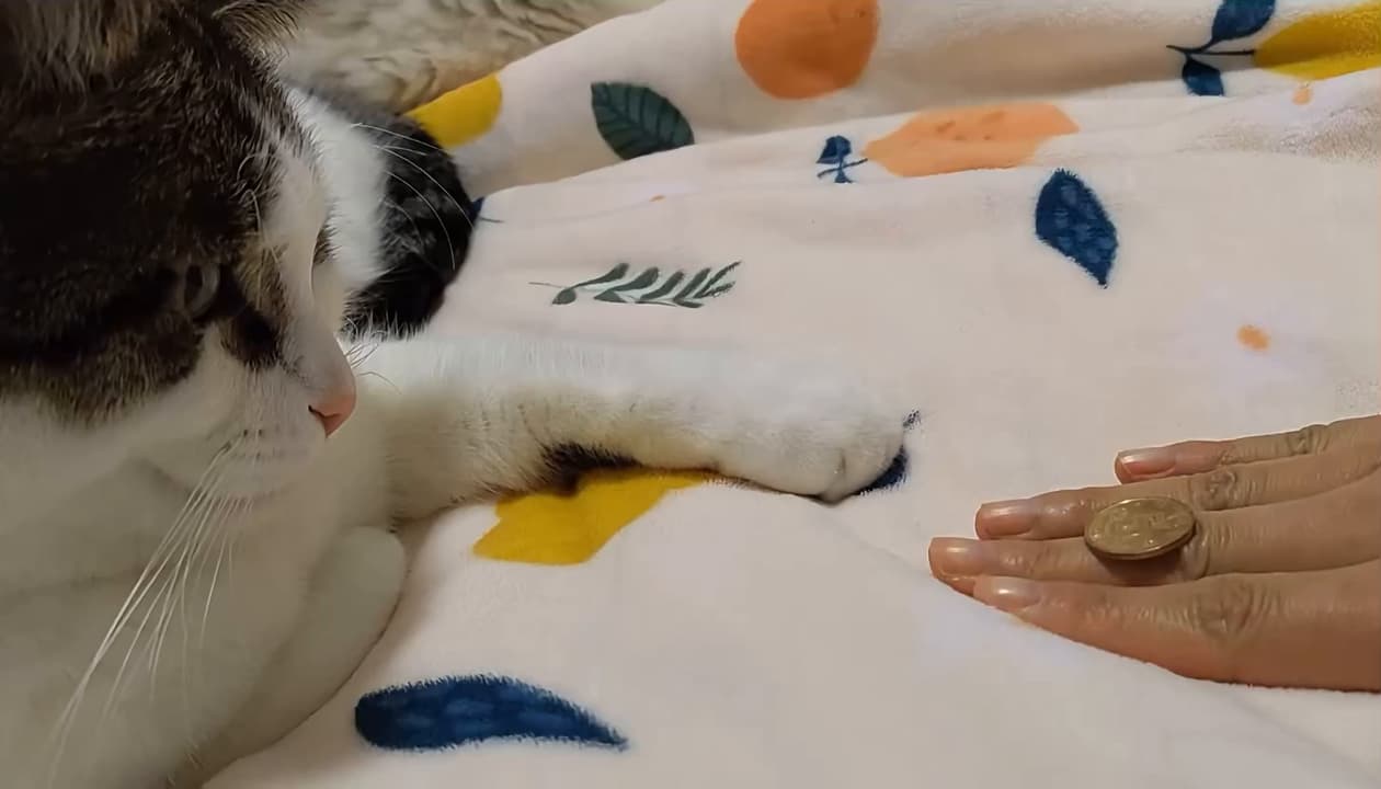 看個貓貓影片放鬆一下🥰 - 伊薇特 (@lisa2314) | Dcard