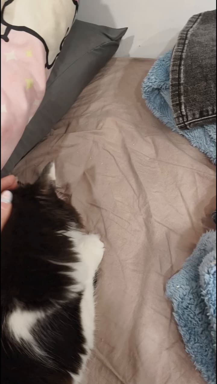 我的貓貓會撿球🫶 - 慵懶大貓🐱 (@sss___88) | Dcard