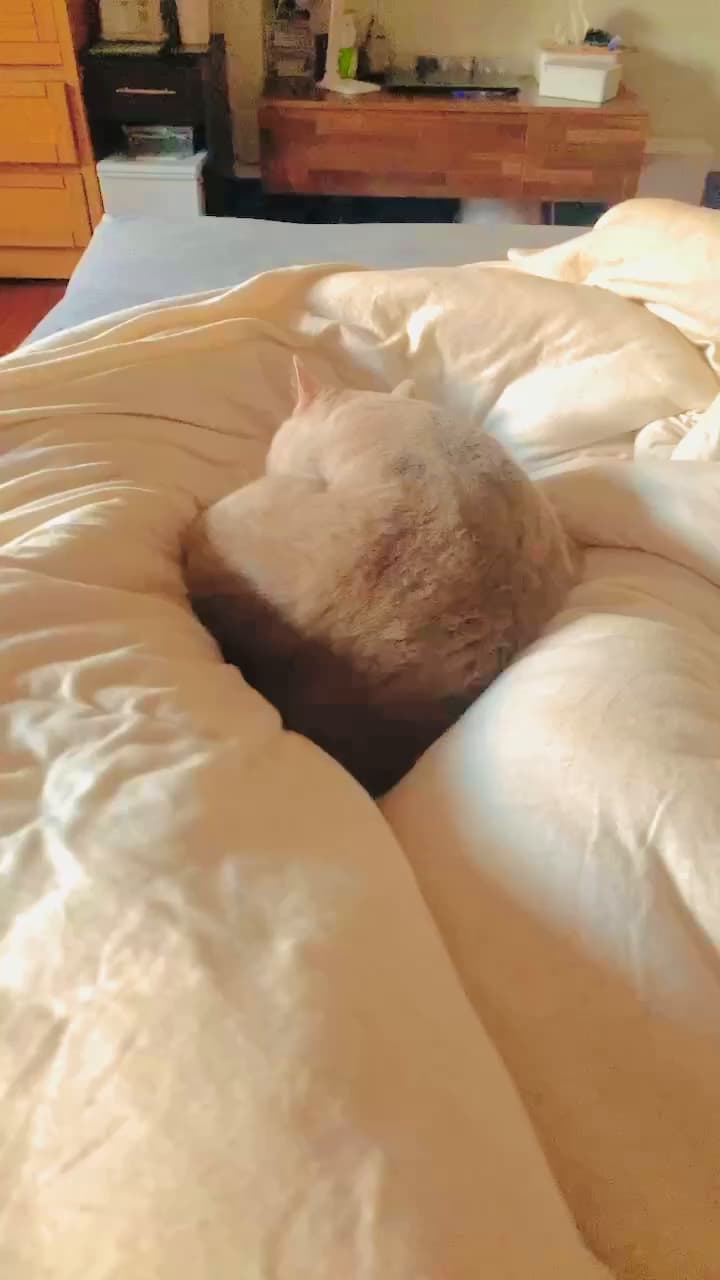 冬日福利🐱 - 安安 (@sabrina357) | Dcard