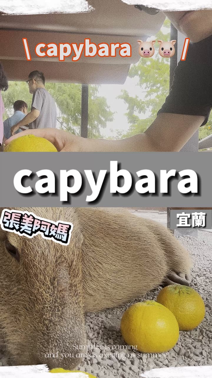 測試水豚會不會生氣😤 - 𝒀𝒐多吉多吉在台北 (@anberwu) | Dcard