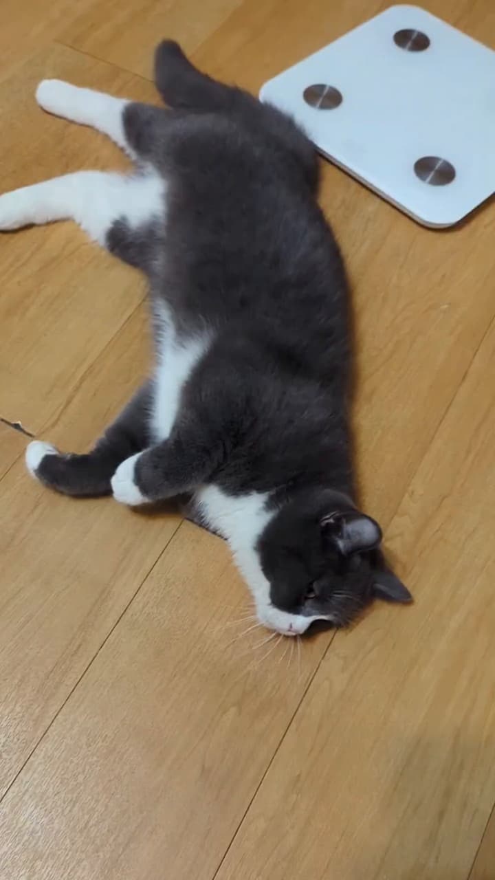 胖胖生活日記（1） - 阿花阿爽 (@jid_ai2) | Dcard