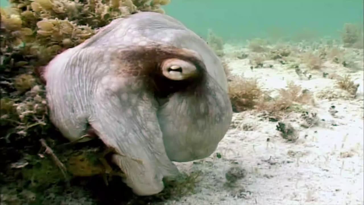 #驚奇 擬態章魚 - 我很正經 (@jack_v) | Dcard