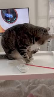 貓日記。part7 碳碳是體力怪物 - 龍豬毛毛🤍 (@dpccsh) | Dcard