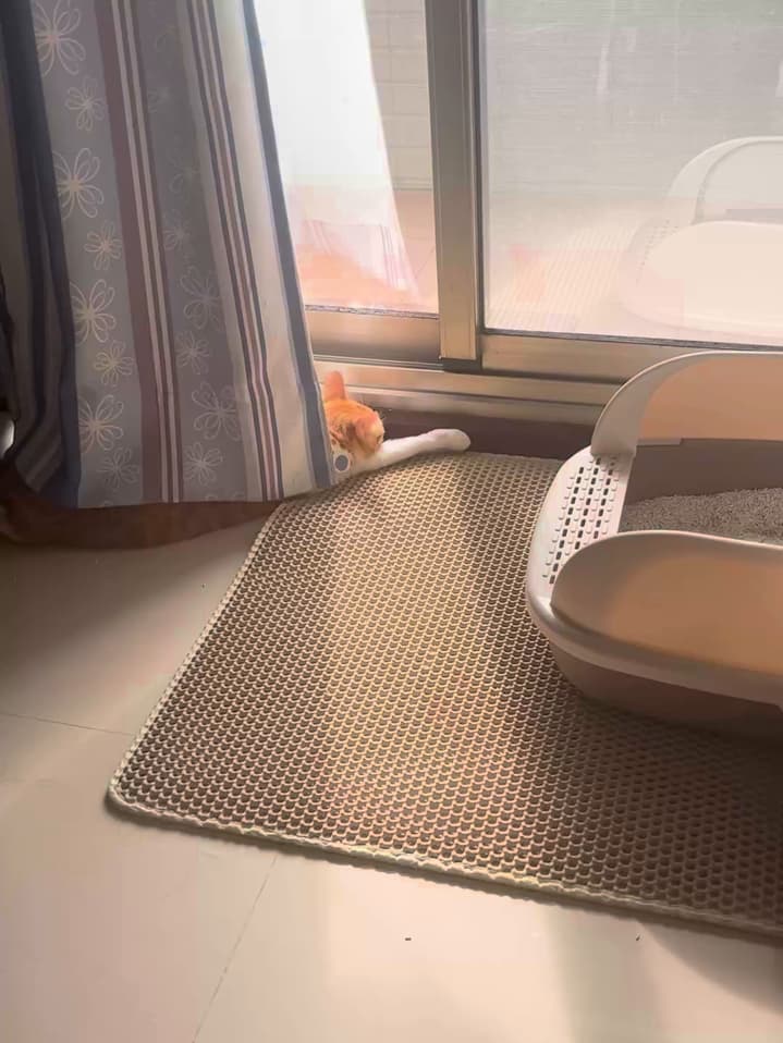 Petkit寵物304不鏽鋼碗請益 - 寵物板 | Dcard