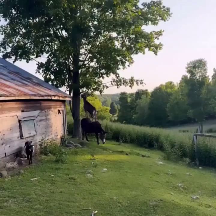 #轉發 各取所需 - 瑰奇自然板 | Dcard