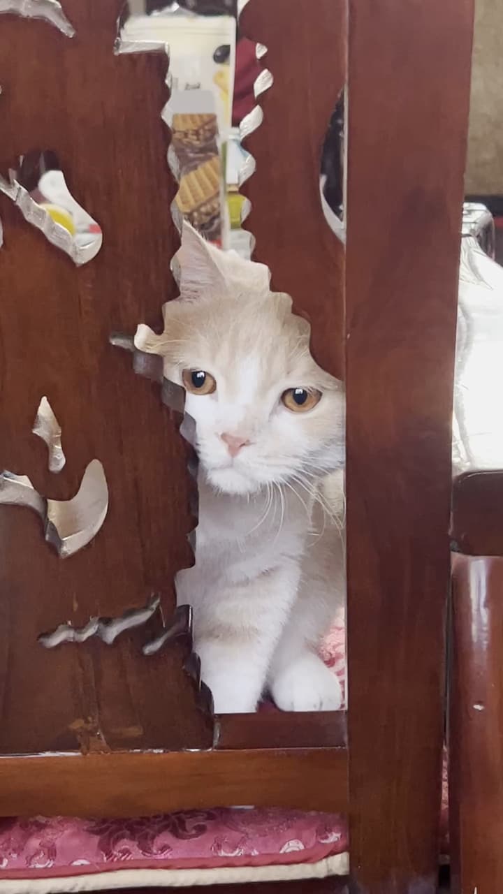 突然跑來喵喵 - 東京都立咒術高等專門學校 (@ice.) | Dcard