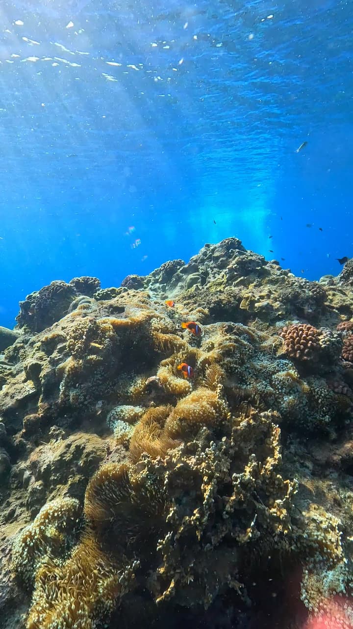 #揪潛伴 7/28-30綠島fun dive - 水肺潛水板 | Dcard